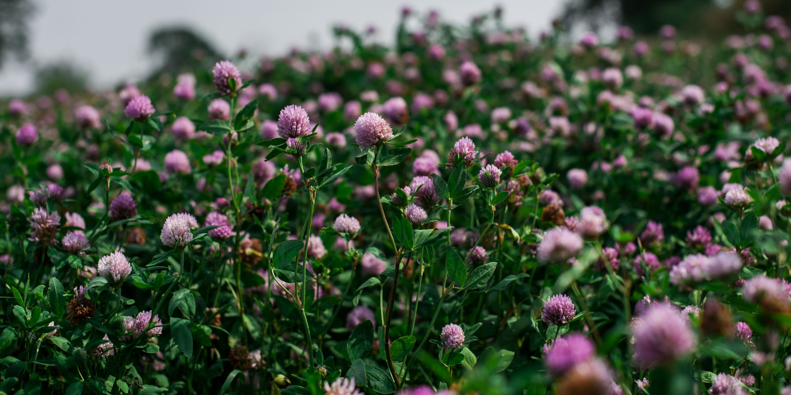 Advice on Gathering & Milling Clover - The Sourdough School