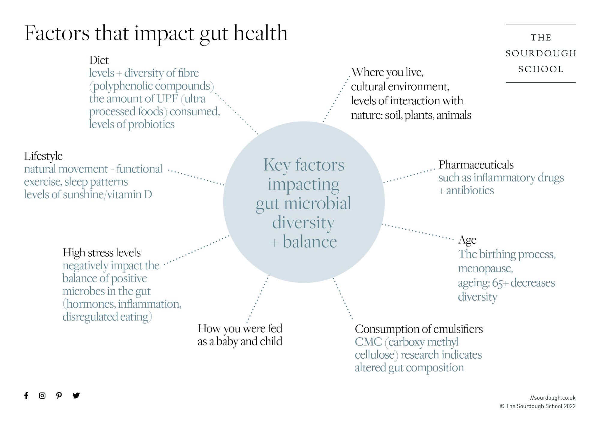 Understanding how the BALM Protocol Supports Gut Health and why - The ...
