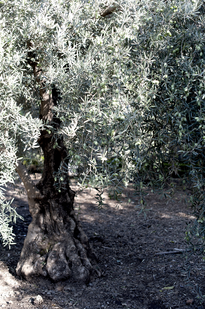 Active Components and Clinical Applications of Olive Oil - The ...